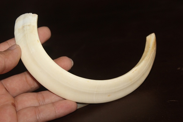 Cách nhận biết nanh heo rừng thật hay giả - Thế giới đồ độc