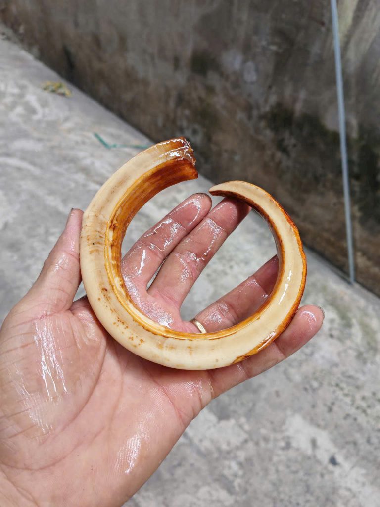 Cây nanh heo rừng tròn hàng lên nước già đẹp nhất nhì hiện nay - Thế ...